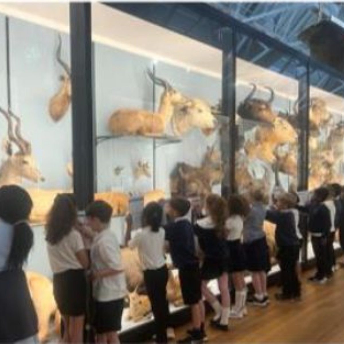 The Aylesbury Vale Academy - Year 3 Visit to Tring Museum