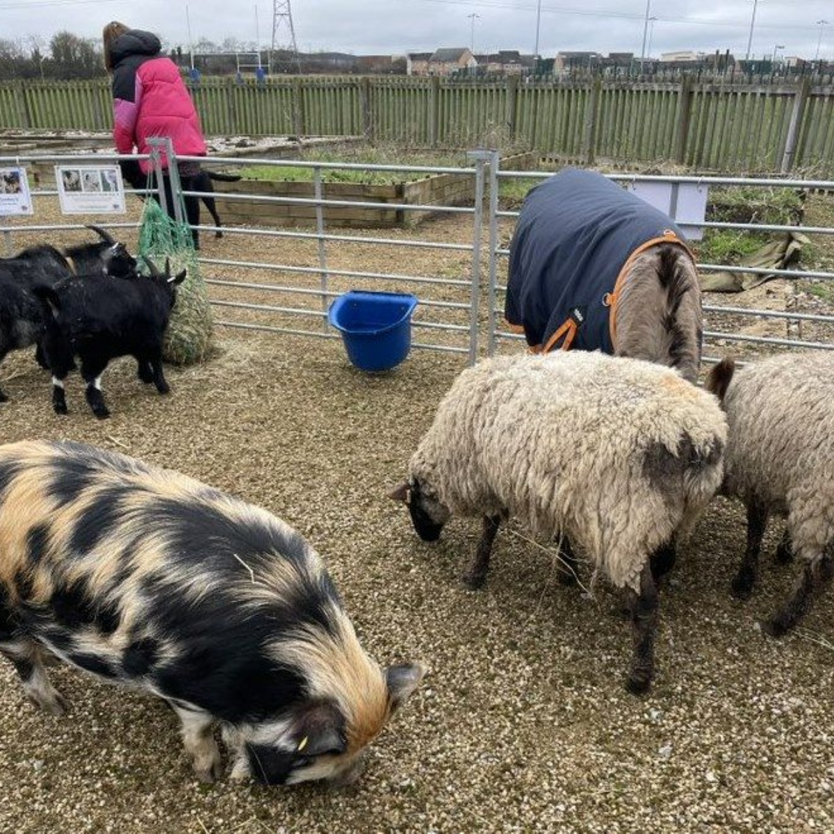 The Aylesbury Vale Academy - Ark Farm Visit